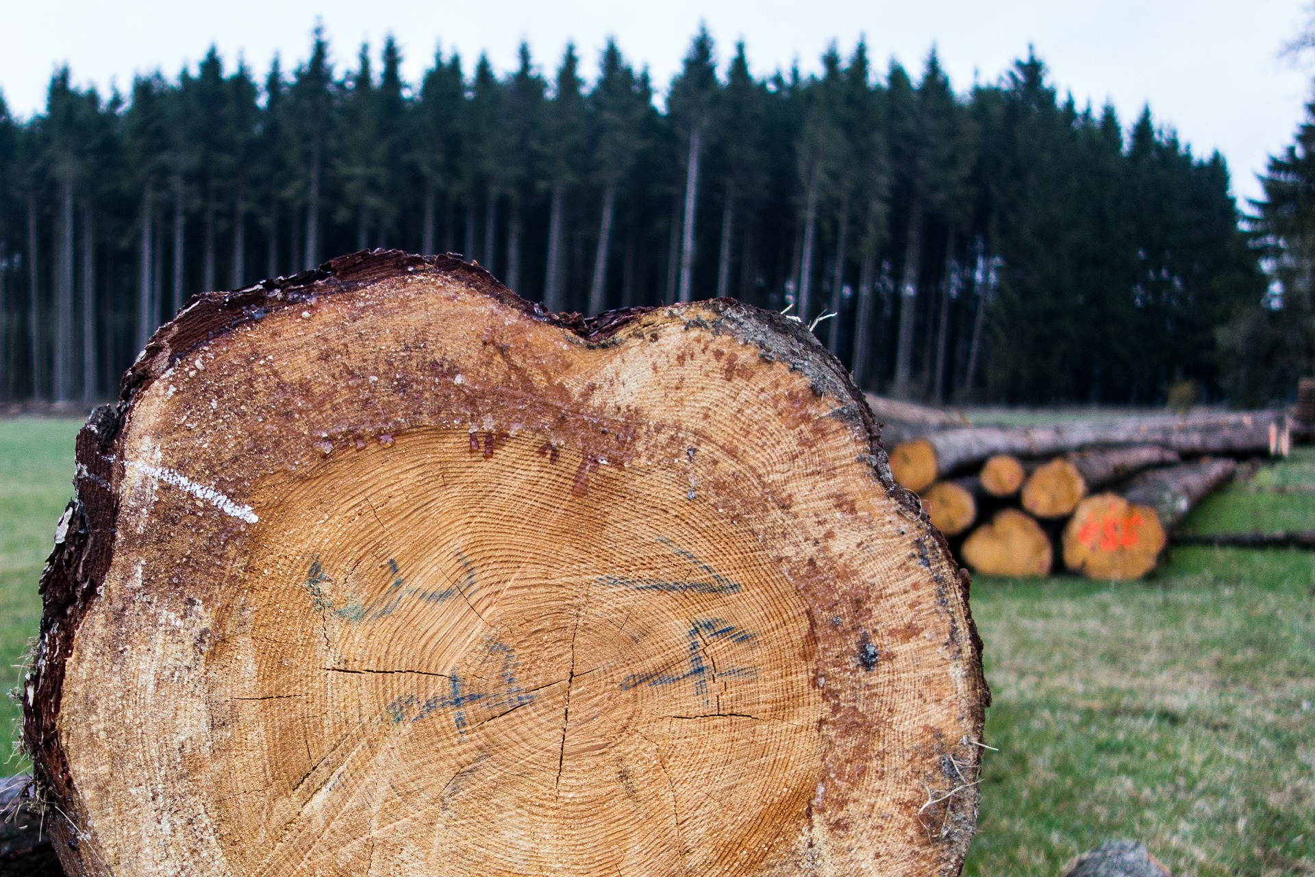 How Much Paper Comes from a Tree? - KS2 Maths